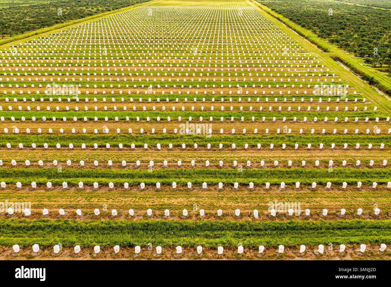 Aerial view of Citrus trees wrapped with exclusion bags in an ...