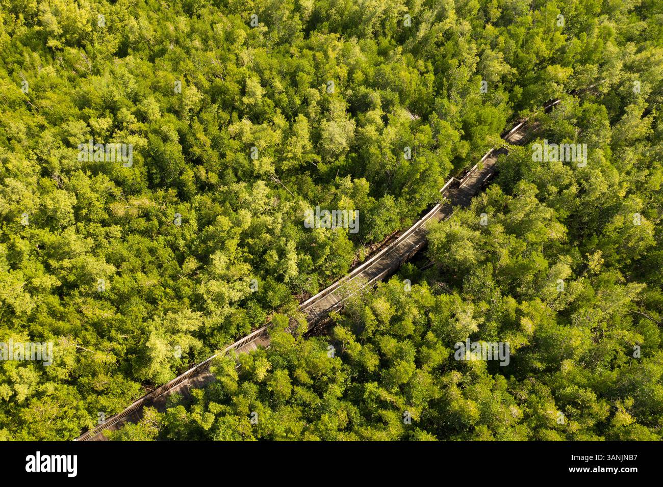 Aerial view of a wooden foot path crossing a forest in Spoonbill marsh ...