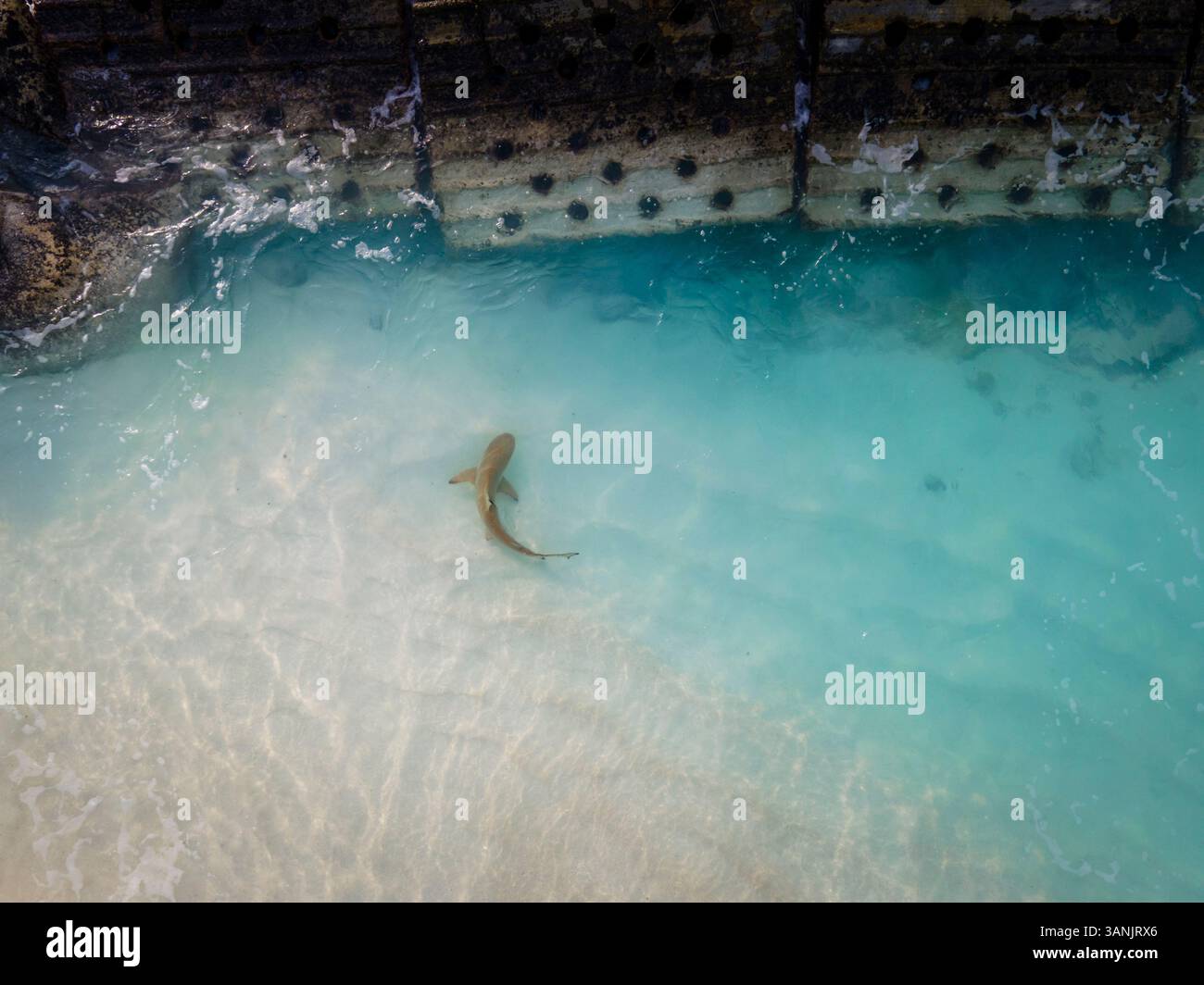 Aerial view of black tip reef shark (carcharhinus-melanopterus) in ...