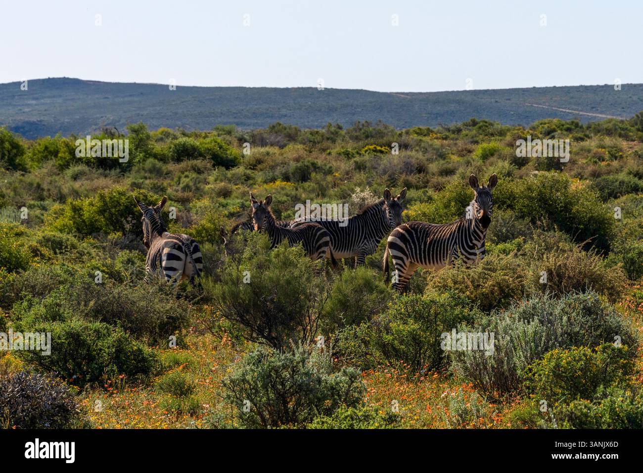 View of Cape Mountain Zebra (Equus zebra zebra) a vulnerable species in ...