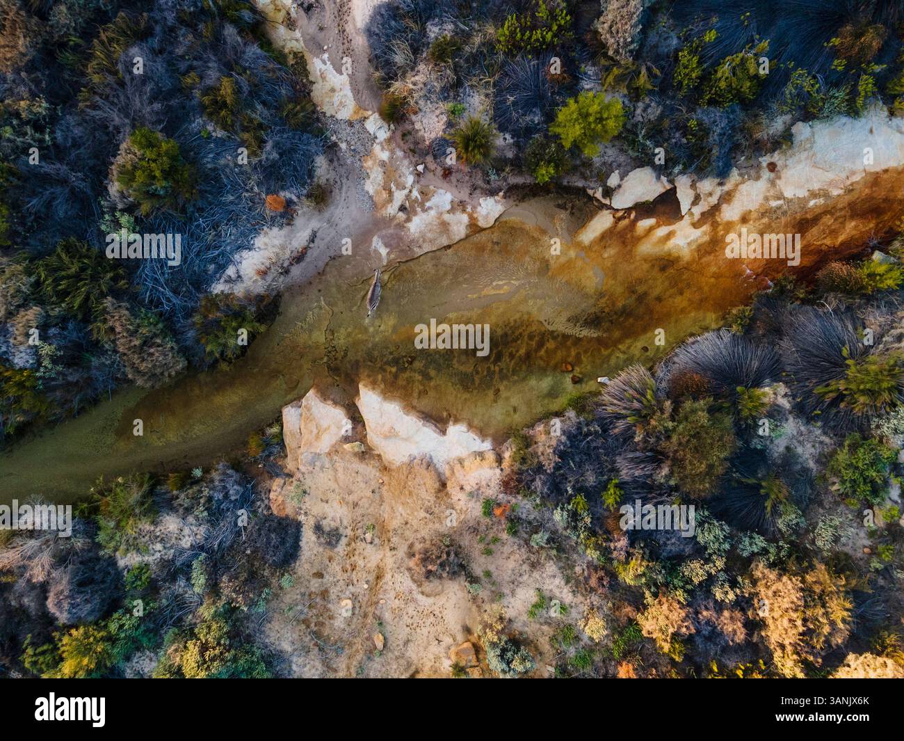 Aerial view of Cape Mountain Zebra crossing river in Cederberg, Western ...