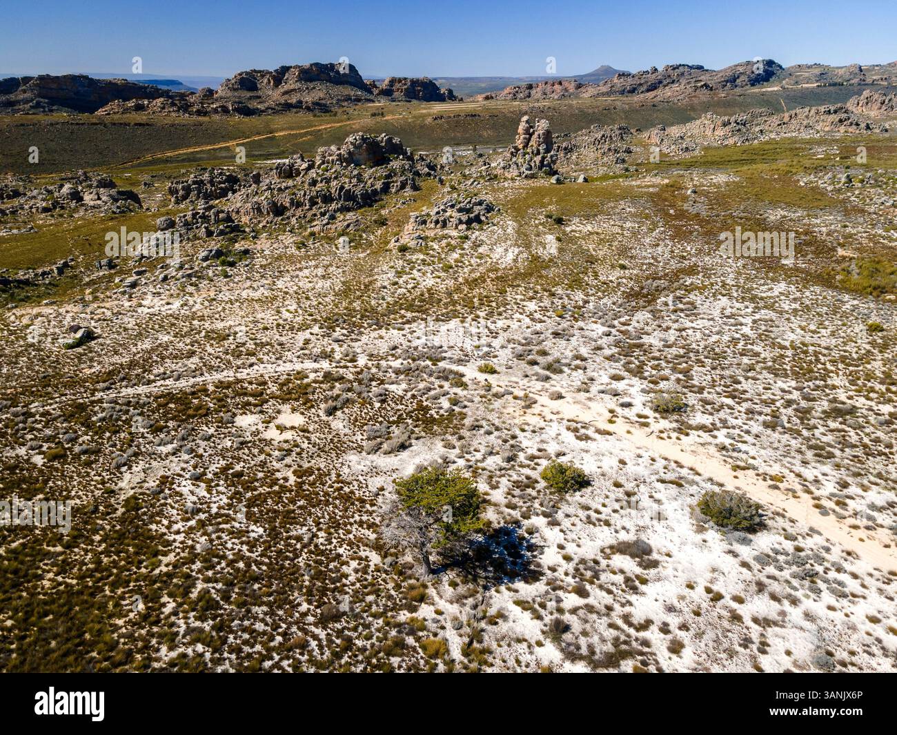 Aerial view of critically endangered Clanwilliam cedar tree ...