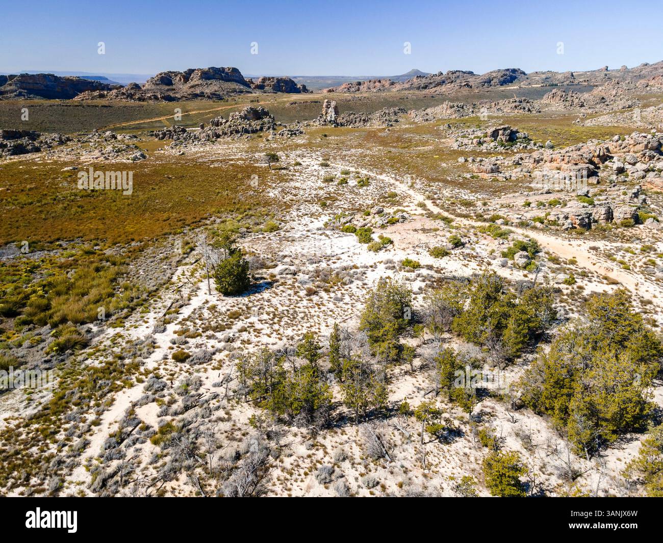 Aerial view of critically endangered Clanwilliam cedar tree ...