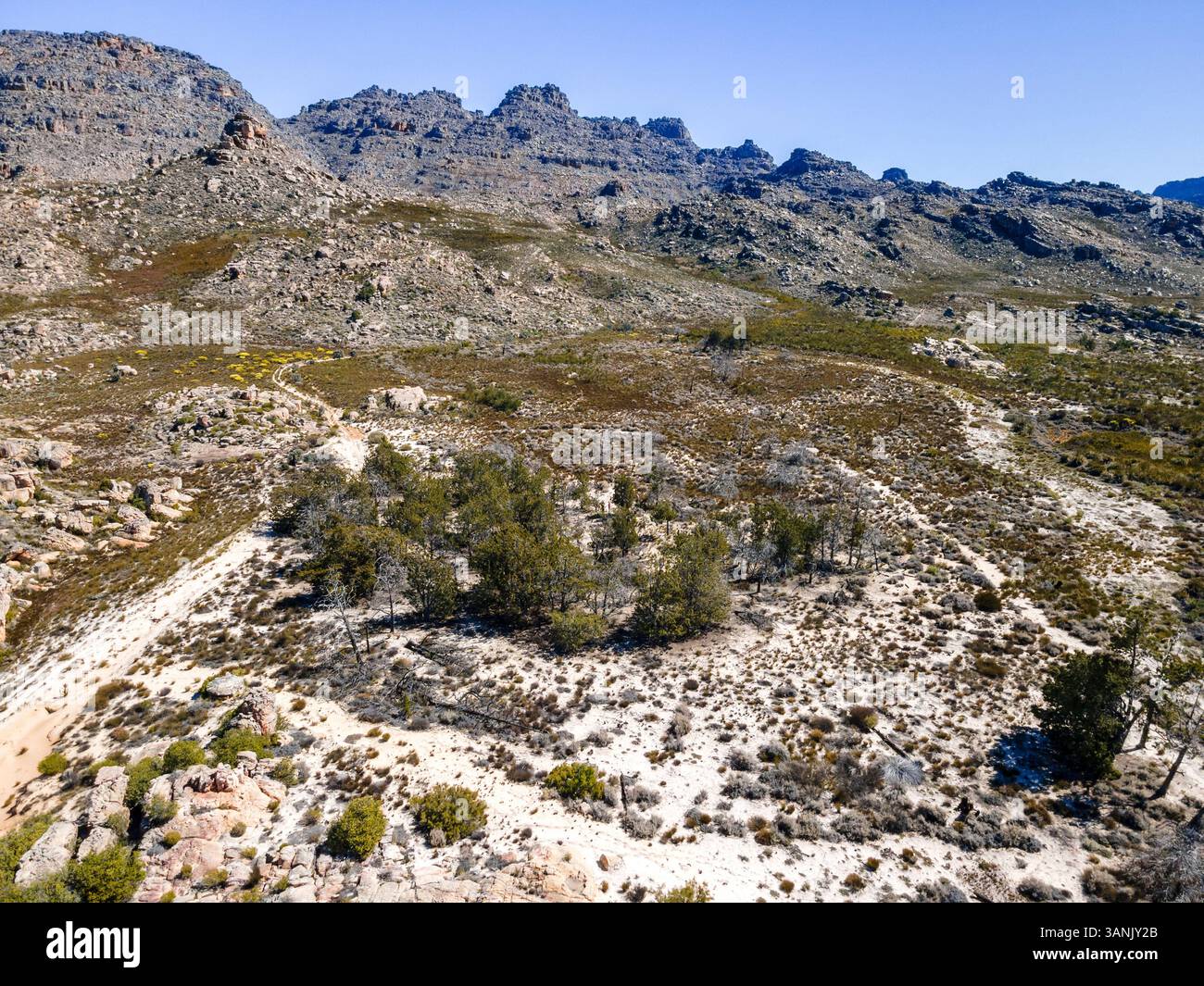 Aerial view of critically endangered Clanwilliam cedar tree ...
