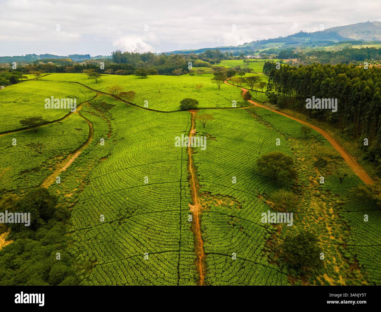 Aerial view of Satemwa tea farm Thyolo Malawi, Africa Stock Photo - Alamy