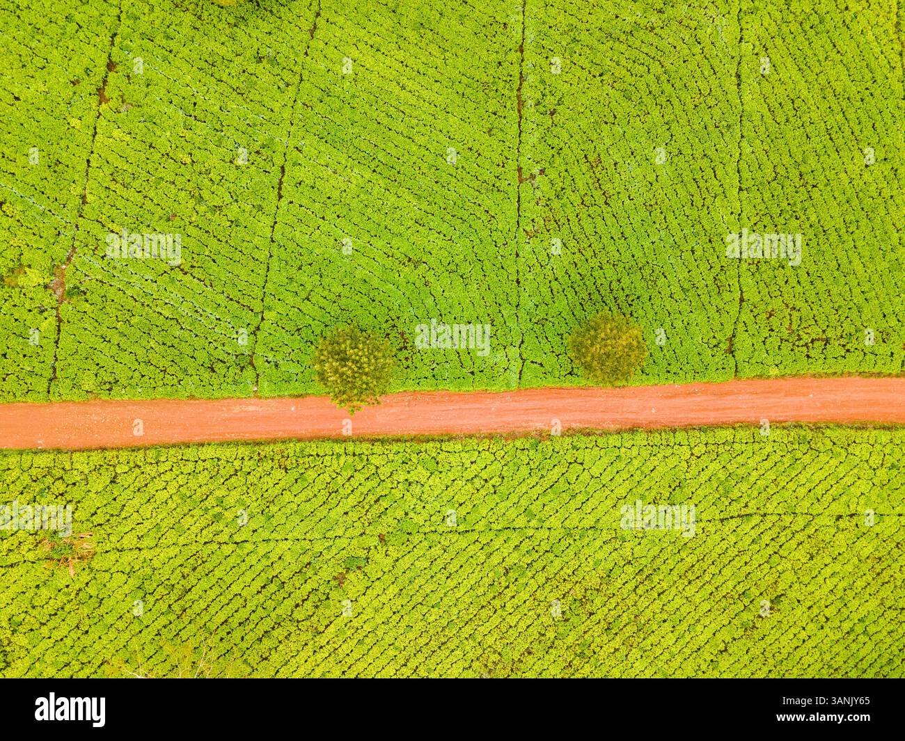Aerial view of Satemwa tea farm Thyolo Malawi, Africa Stock Photo - Alamy