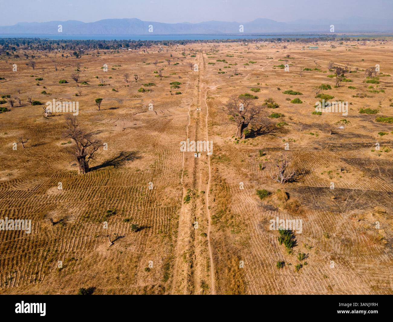 Aerial view of Malawi Baobab trees (Adansonia digitata), Mangochi Stock ...