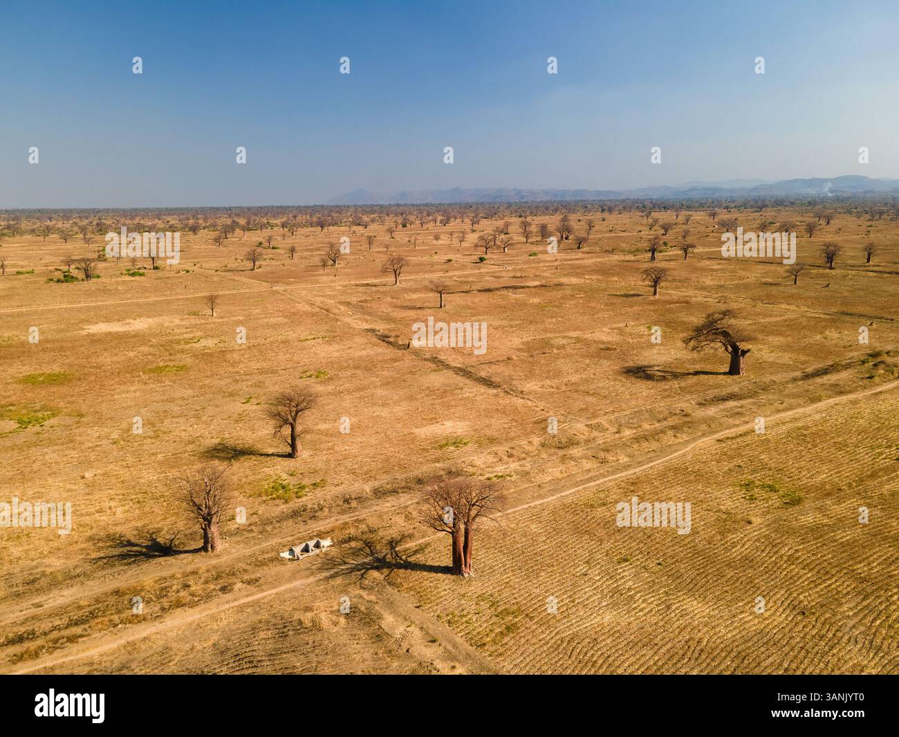 Aerial view of Malawi Baobab trees (Adansonia digitata), Mangochi Stock ...