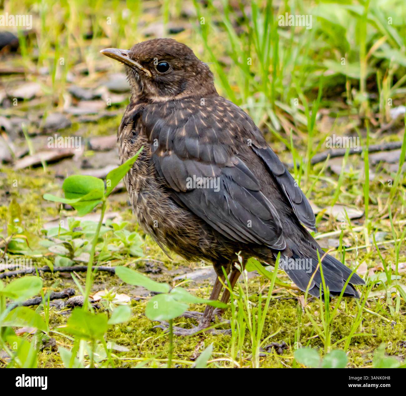 Portrait of blackbird chick. Wildlife Stock Photo - Alamy