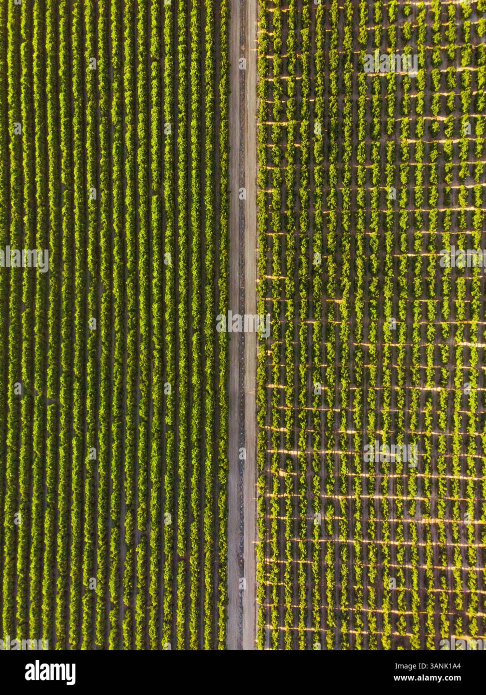 Aerial view of road through citrus farm in Cedarkloof, Western Cape ...
