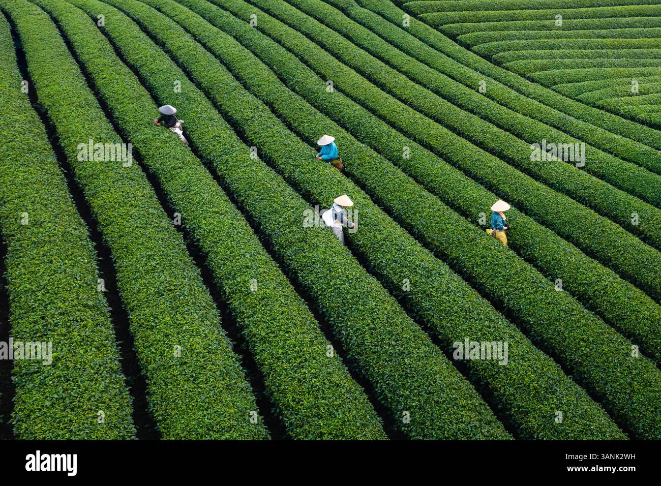 Aerial view of vibrant tea plantation with workers in lush fields, Moc ...