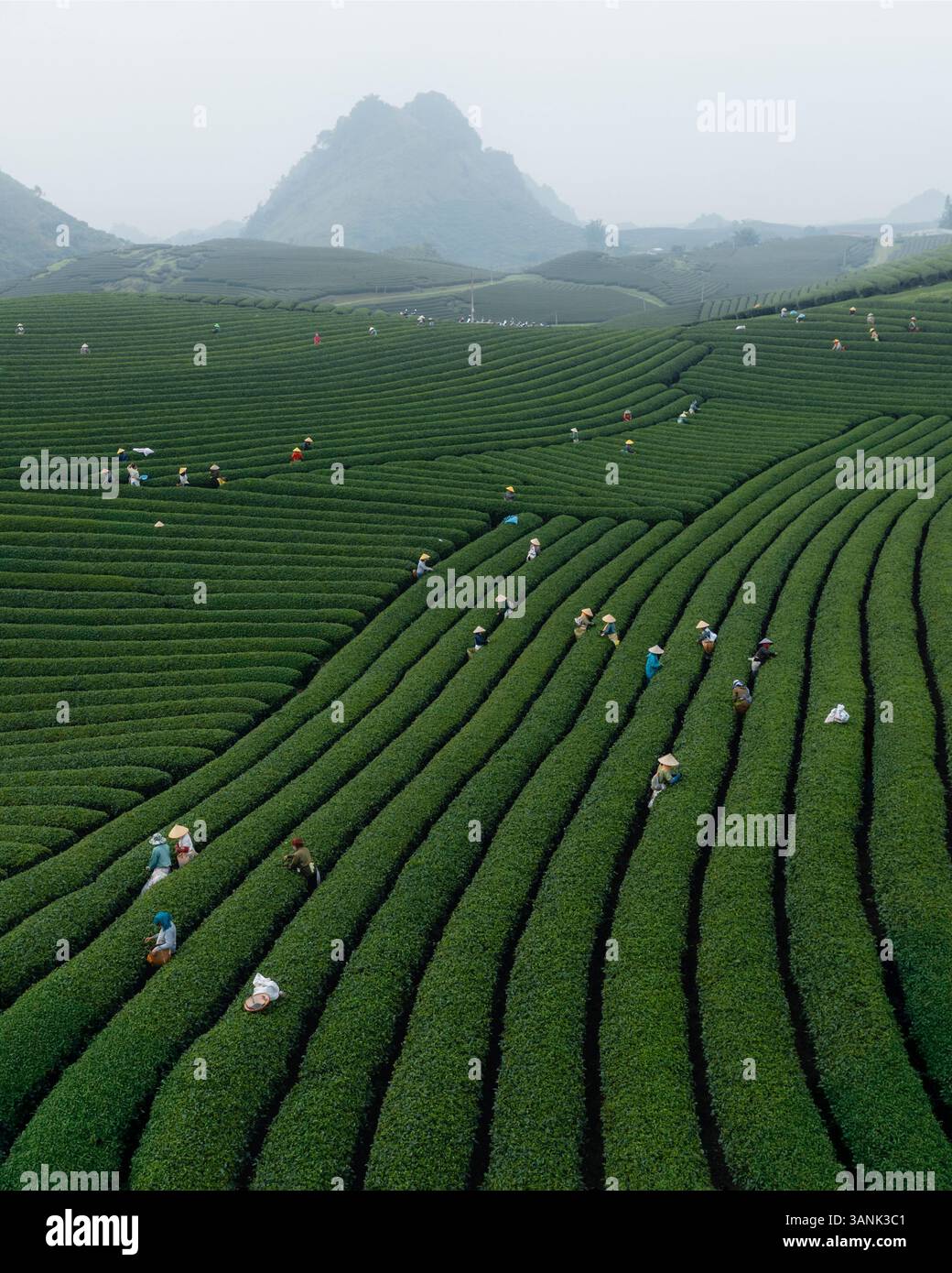 Aerial view of lush tea plantation with farm workers harvesting, Moc ...