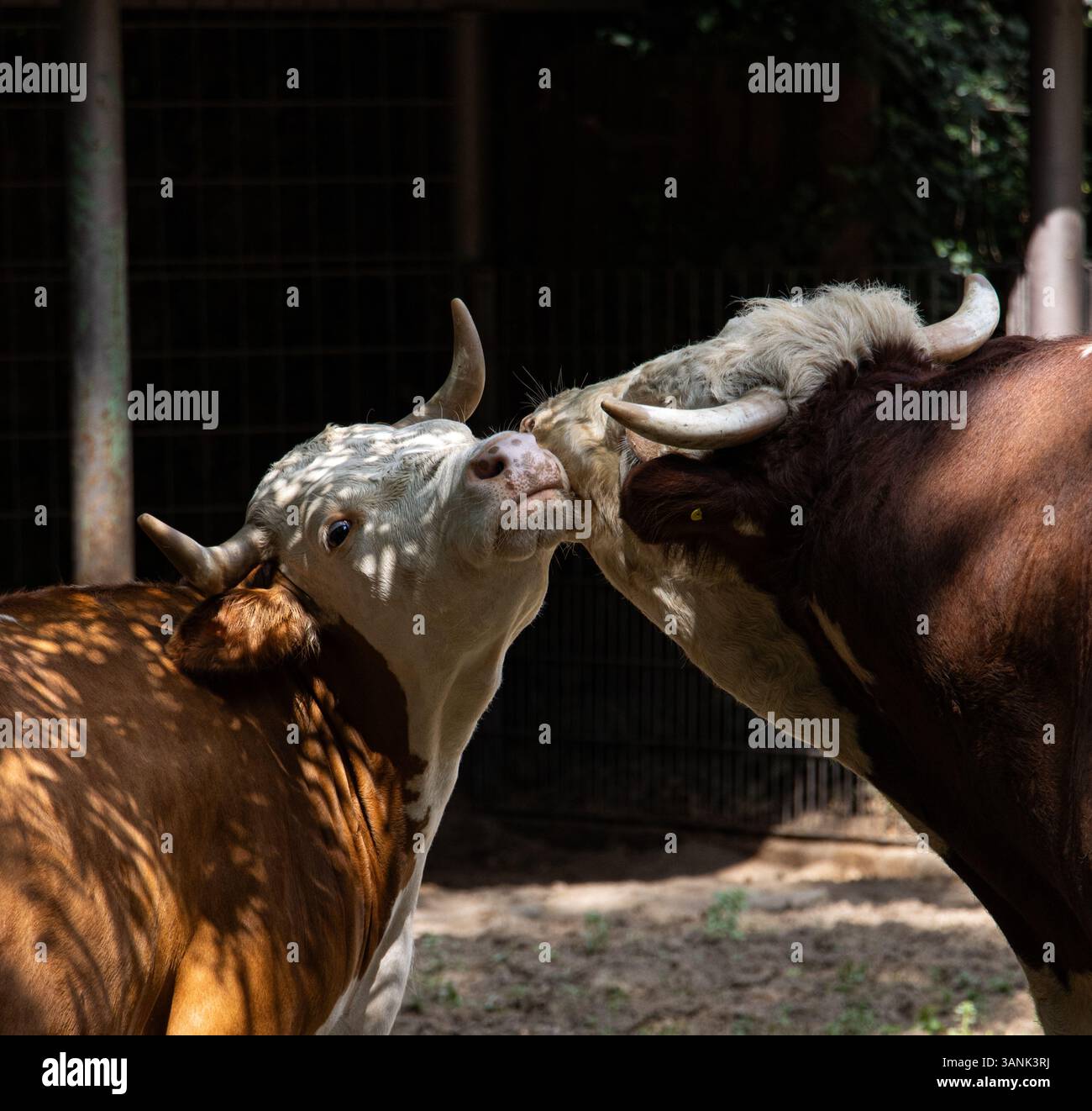 Cows being cute hi-res stock photography and images - Alamy