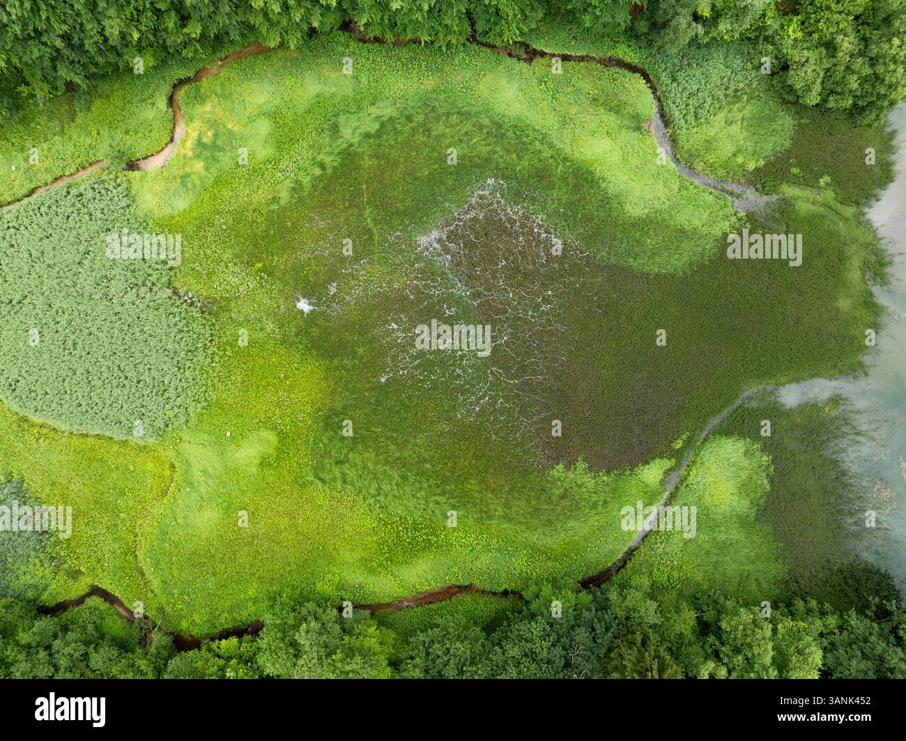 Aerial view of lush wetland with vibrant vegetation and serene water ...