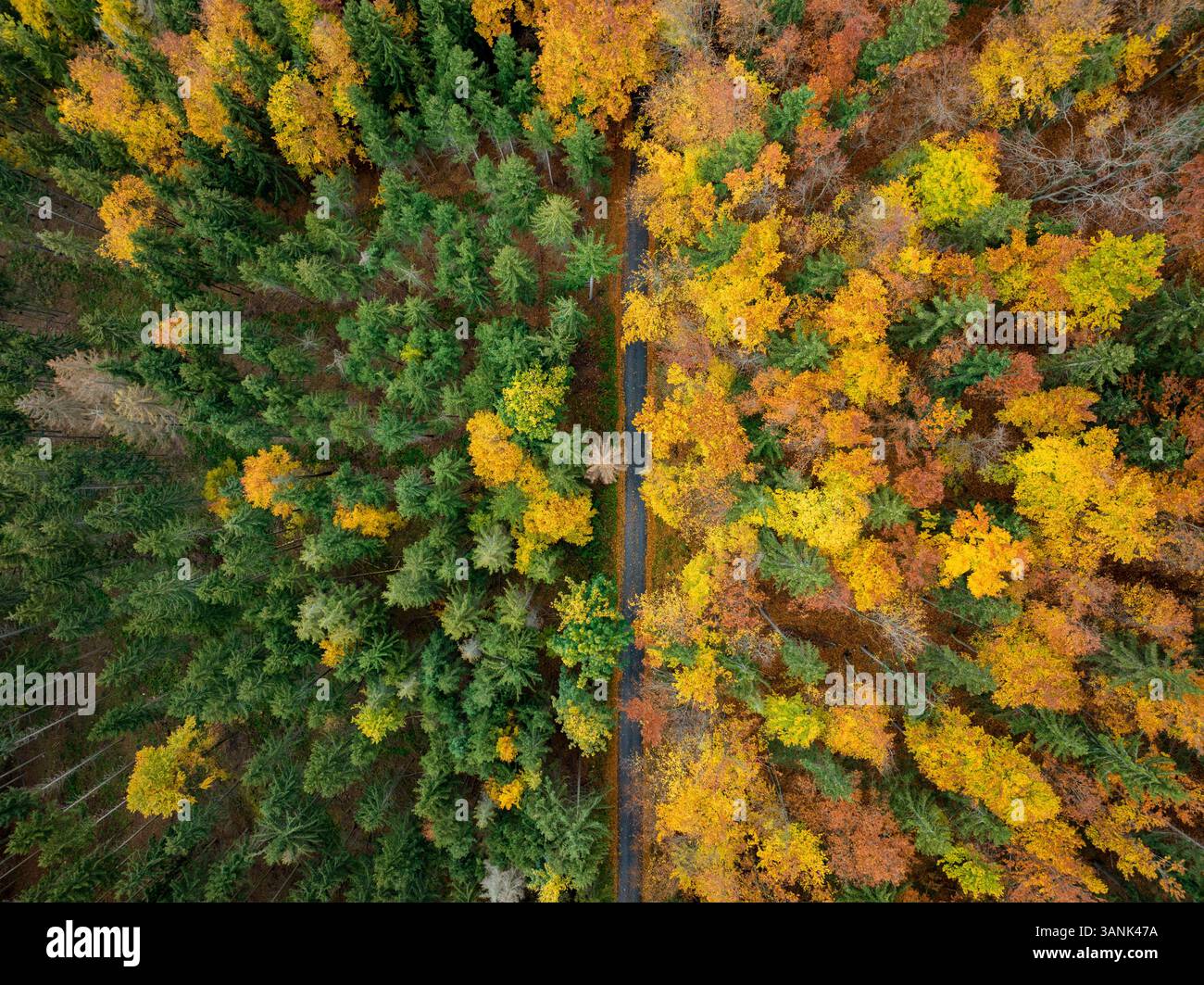 Aerial view of the forests in fall near Graz with a vertical paved road ...