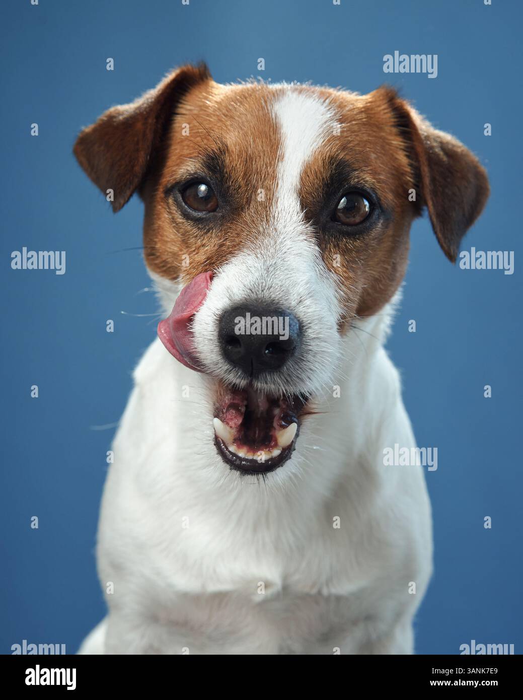 A Jack Russell Terrier with its tongue playfully out, against a blue ...