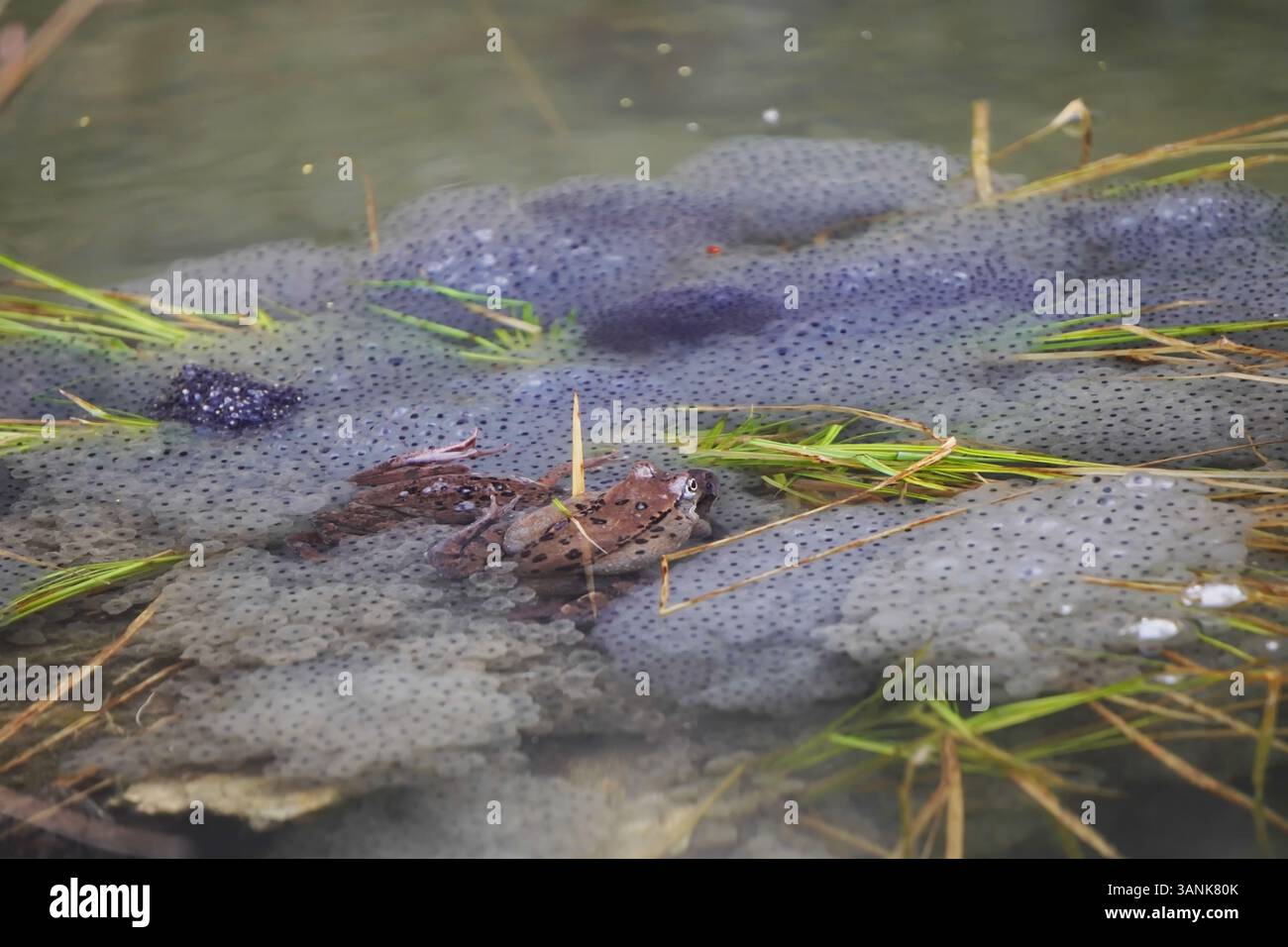 Frogs protecting their caviar in pond, surrounded by water. A closeup ...