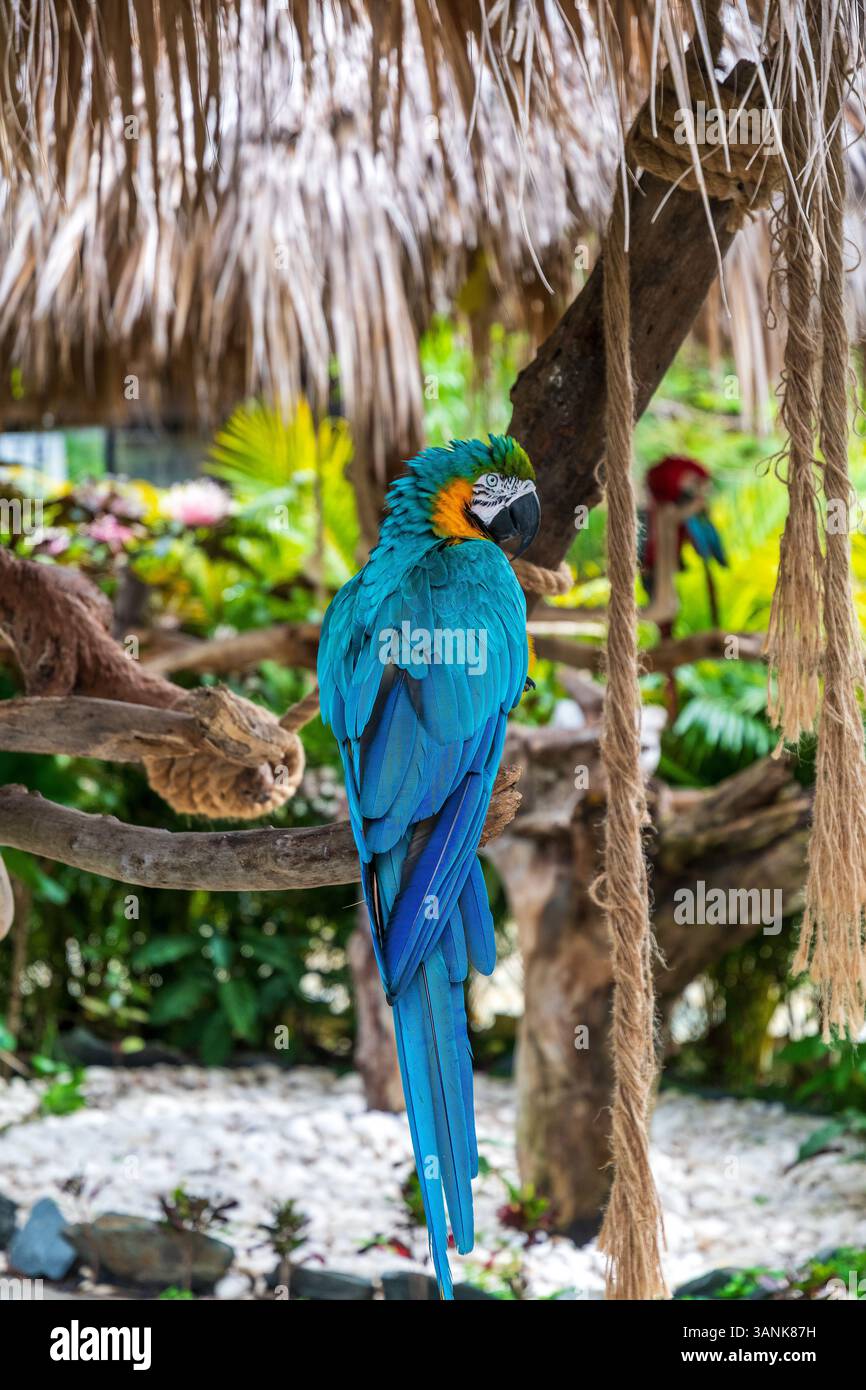 Exotic colourful Parrots at Taino Bay Puerto Plata, in the Dominican ...