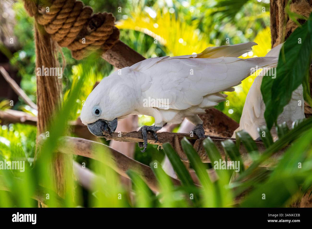 Exotic colourful Parrots at Taino Bay Puerto Plata, in the Dominican ...