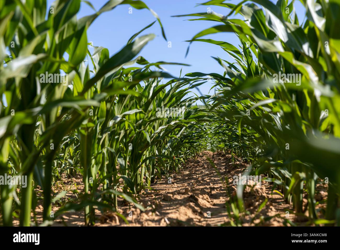 corn field with green unripe corn at the beginning of spring corn ...