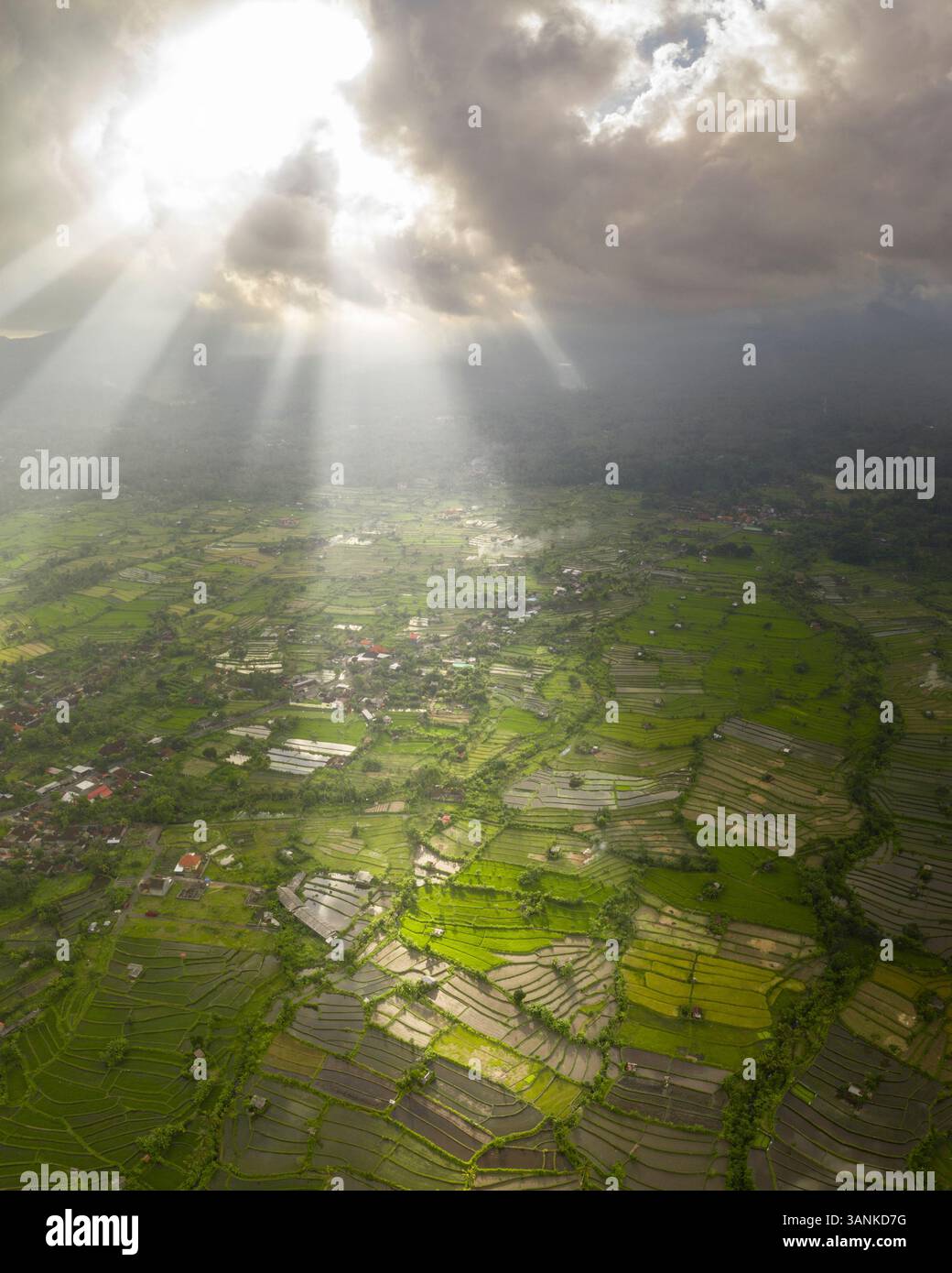 Aerial view of lush rice fields under sunlight with scenic clouds ...