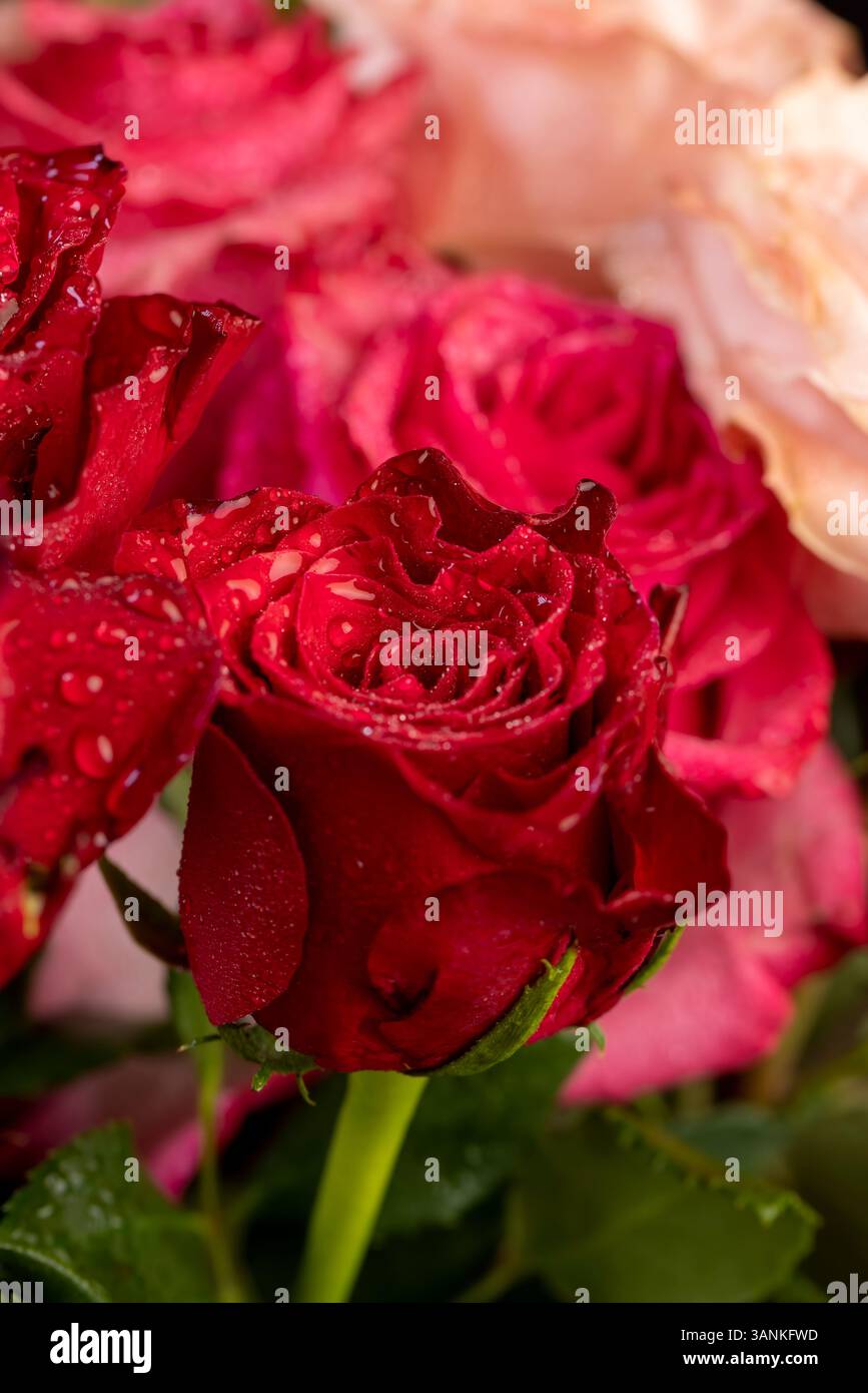 wet roses clos up, covered with drops of water, a group of red rose ...