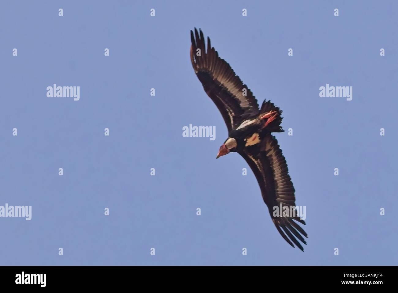 Red-headed Vulture, (Sarcogyps calvus), also known as the Asian king ...
