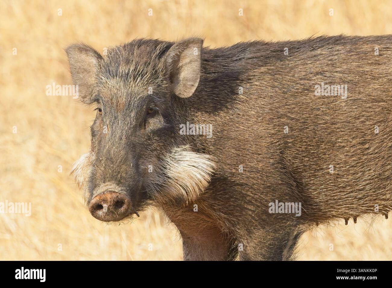 Wild Boar (Sus scrofa) female with grey whiskers, Gir National Park ...
