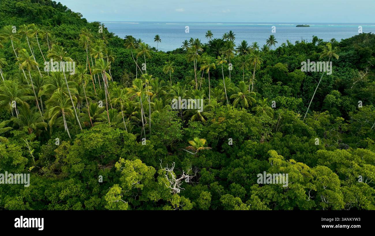 Aerial view of lush tropical island with palm trees and blue water ...