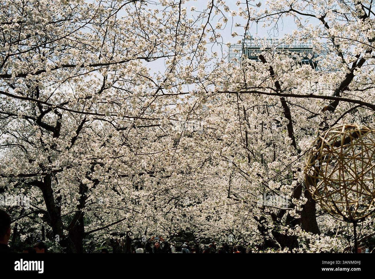 Cherry Blossoms in Full Bloom During Hanami Season in Fukuoka, Japan ...