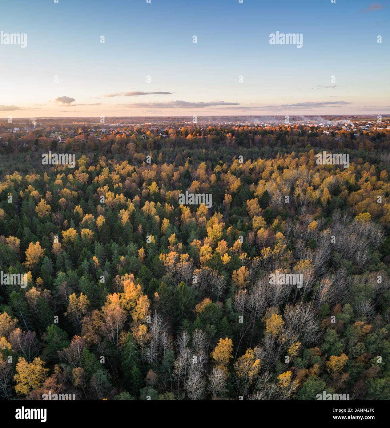 Aerial view of a colorful nordic pines forest at sunset in Estonia ...