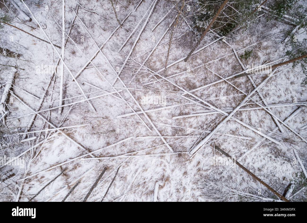 Aerial view of a logging in the forest under the snow in Estonia Stock ...