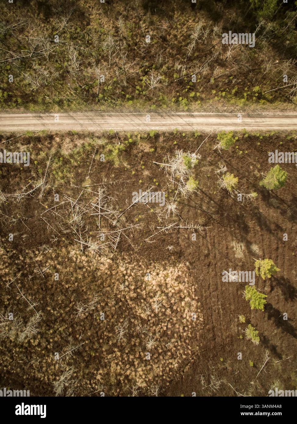 Aerial view of straight empty road surrounded by dead trees on the ...