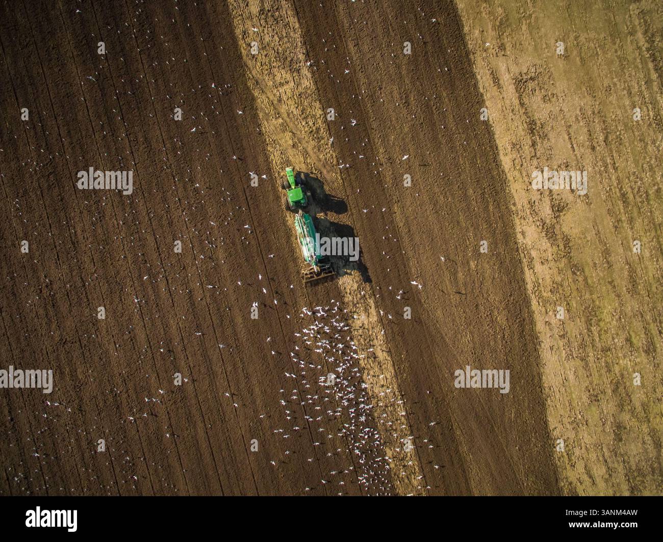 Aerial view of tractor working in the farmland and birds flying around ...