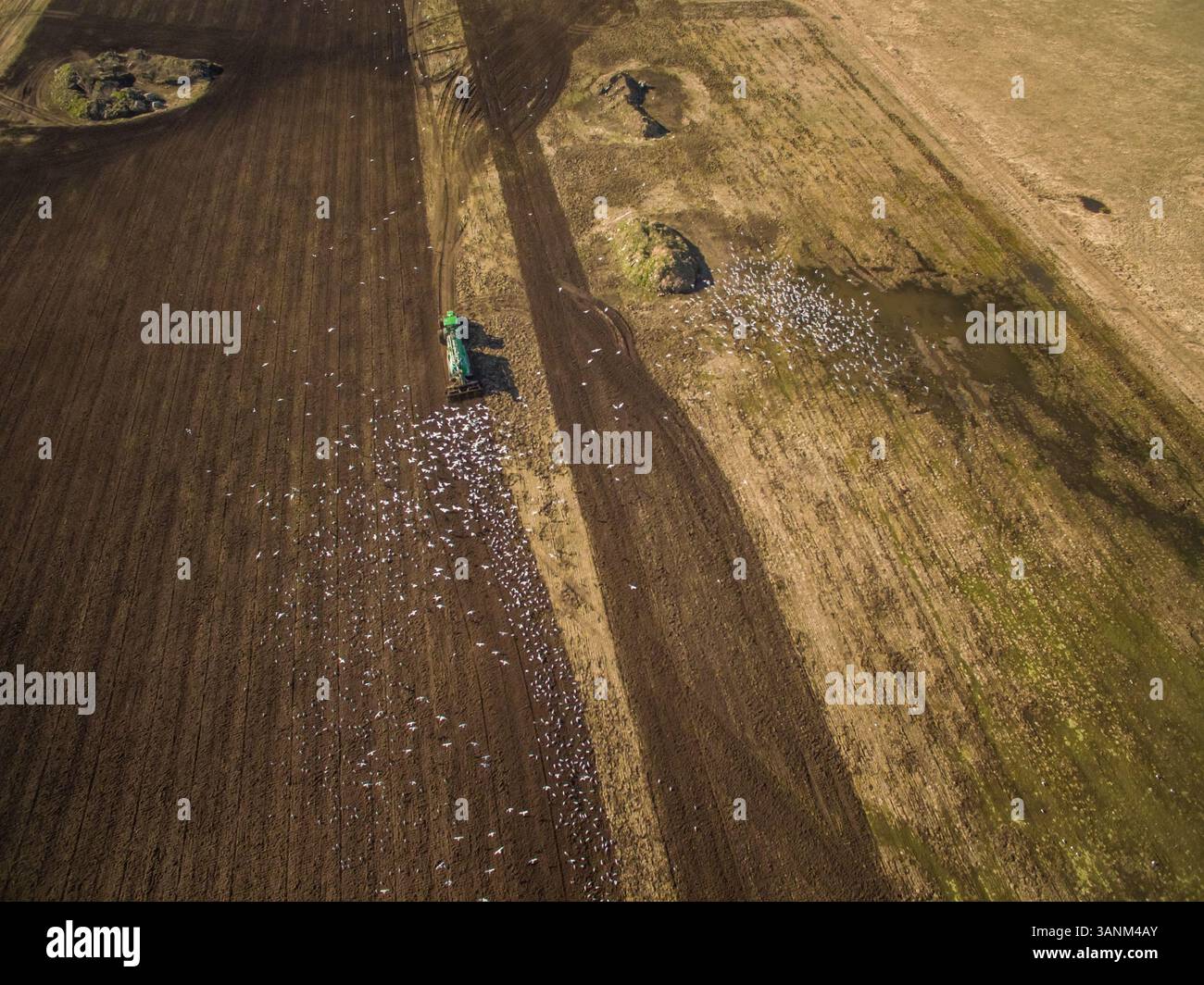 Aerial view of tractor working in the farmland and birds flying around ...