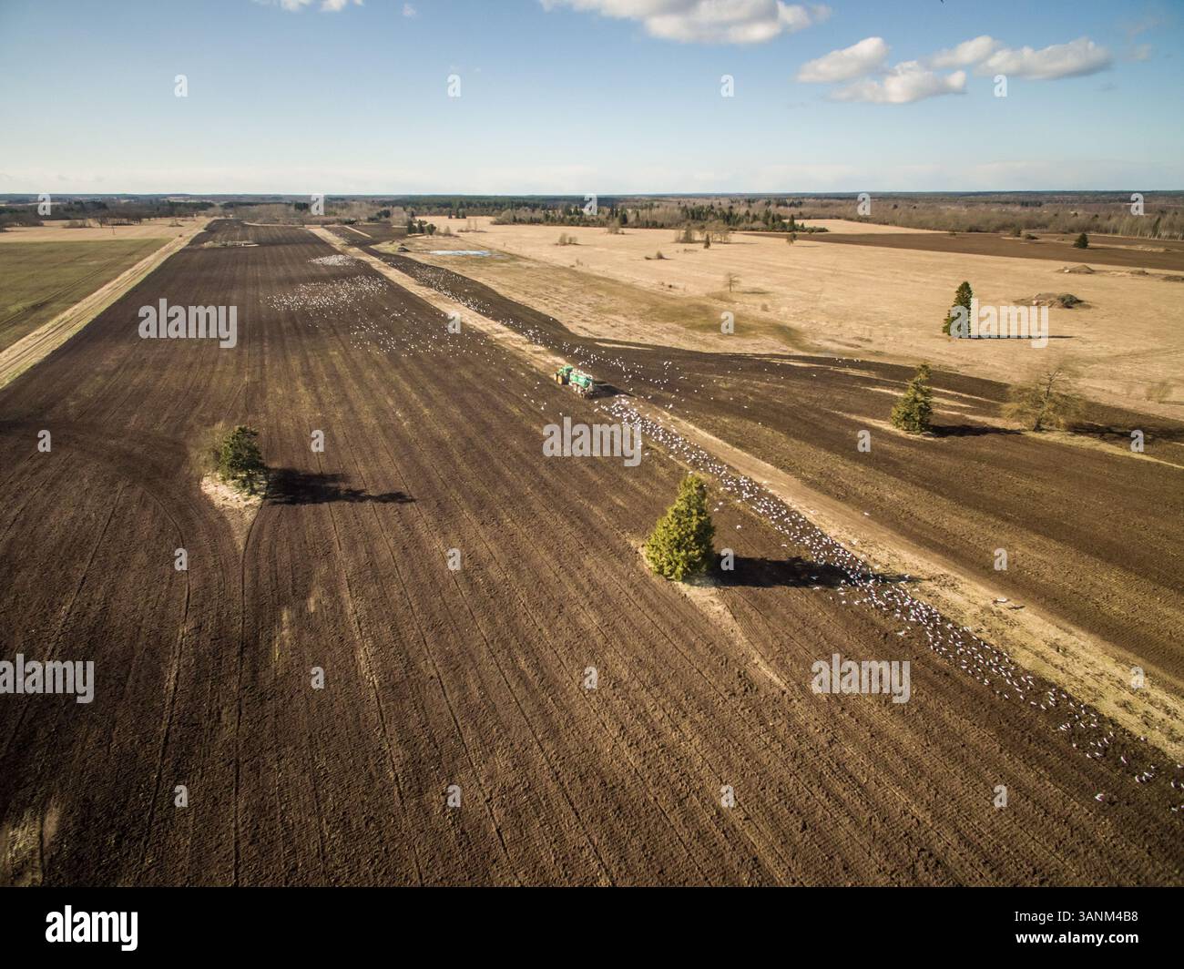 Aerial view of tractor working in the farmland and birds flying around ...