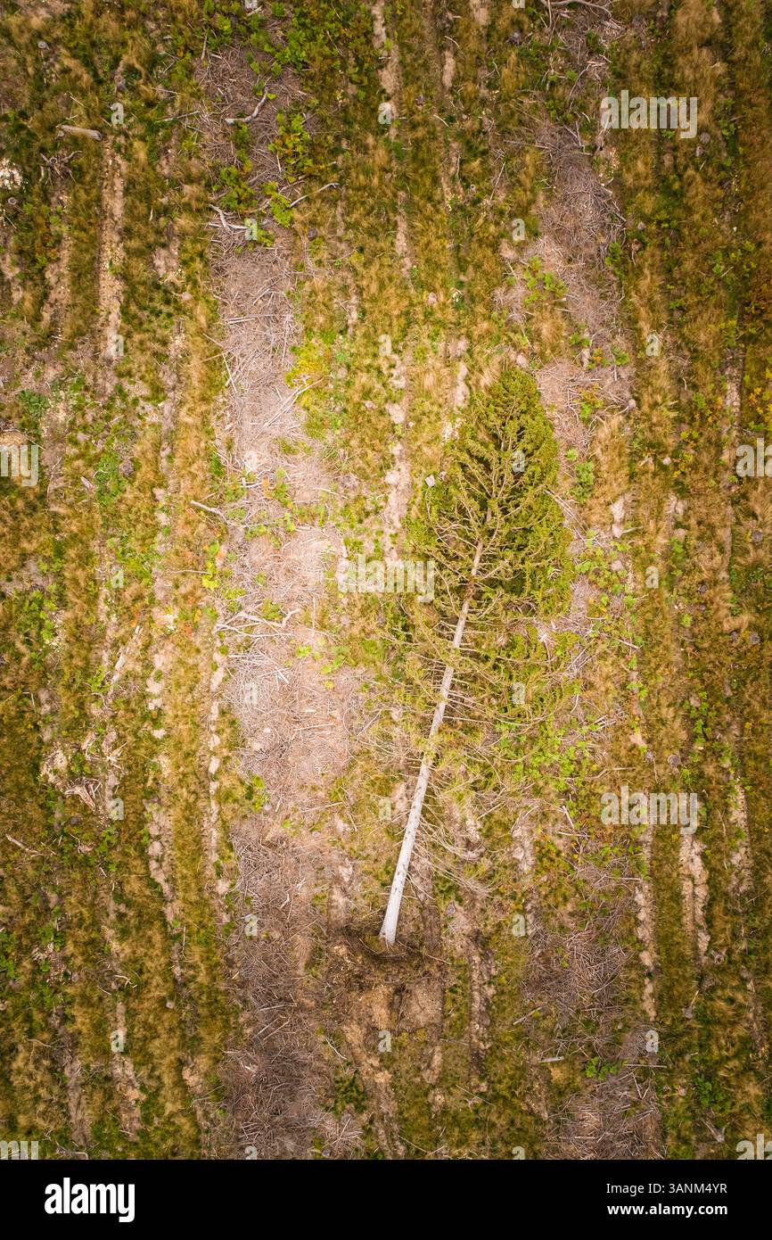 Aerial view of a tree cut and lying on the ground in Estonia Stock ...