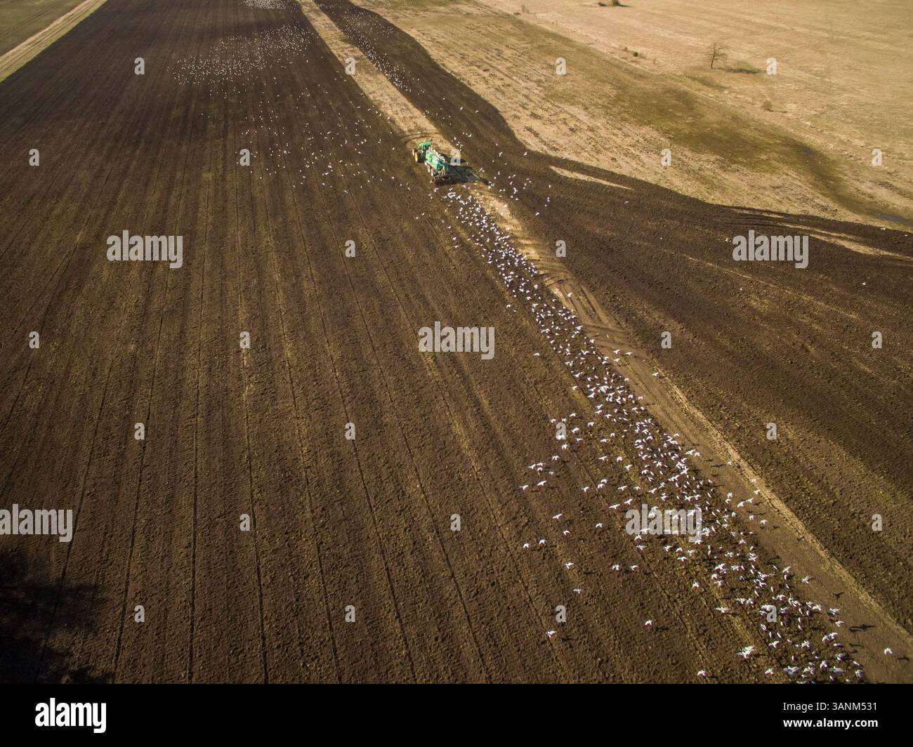 Aerial view of tractor working in the farmland and birds flying around ...