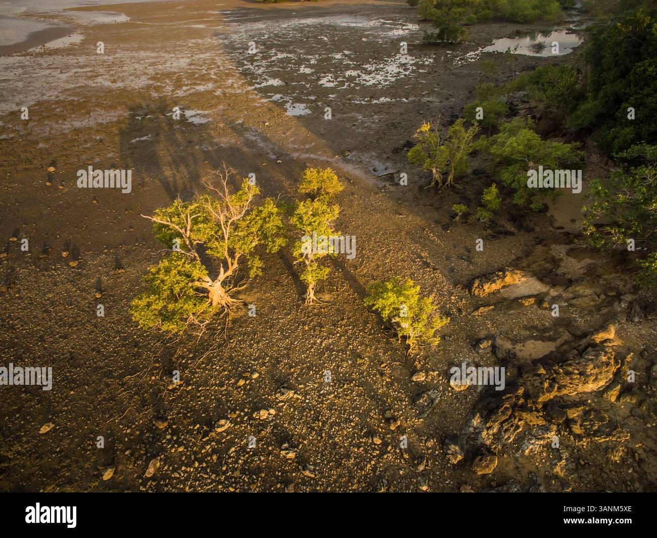 Aerial view of trees in sunset light on Koh Lanta Island in Thailand ...