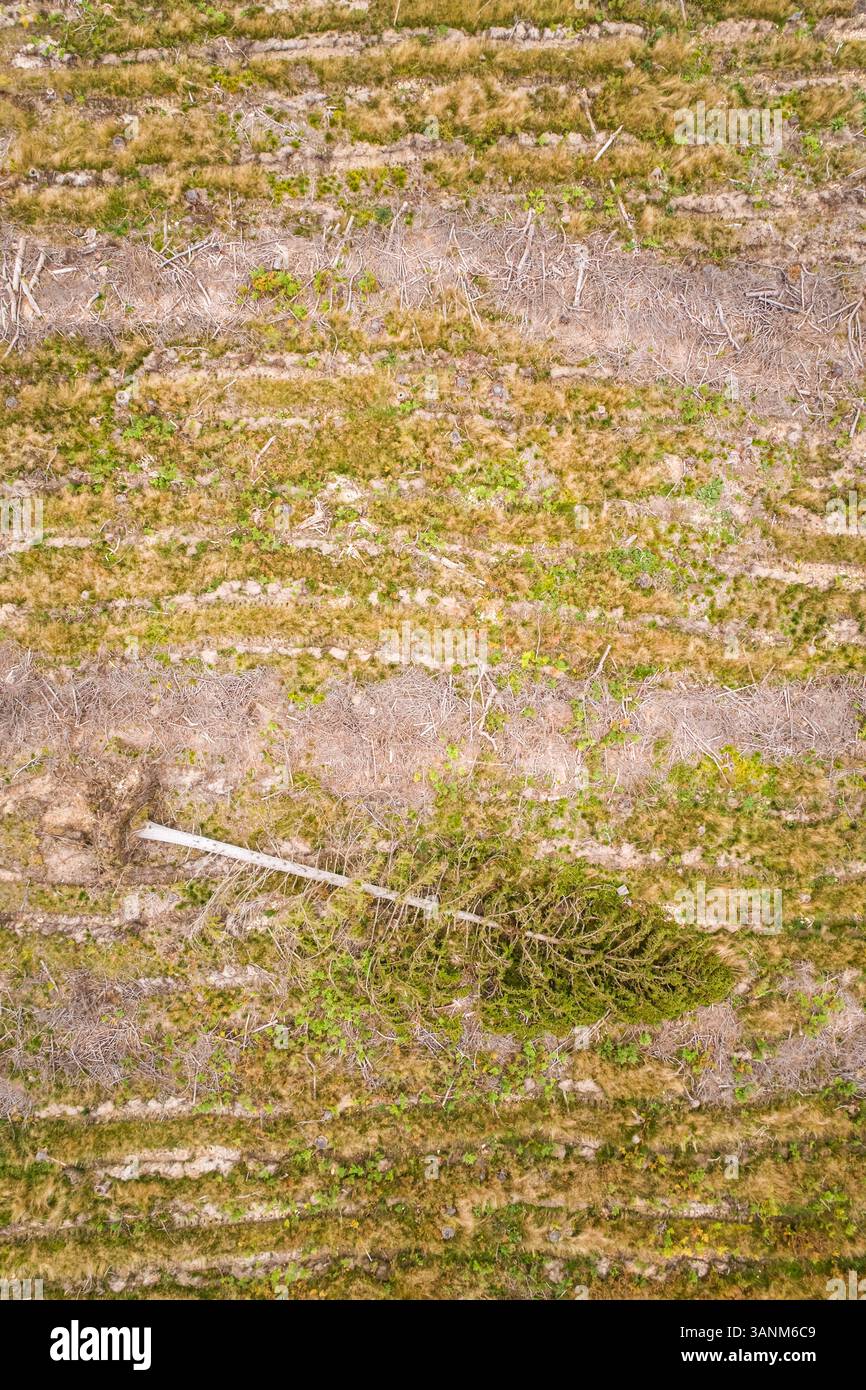 Aerial view of a tree cut and lying on the ground in Estonia Stock ...