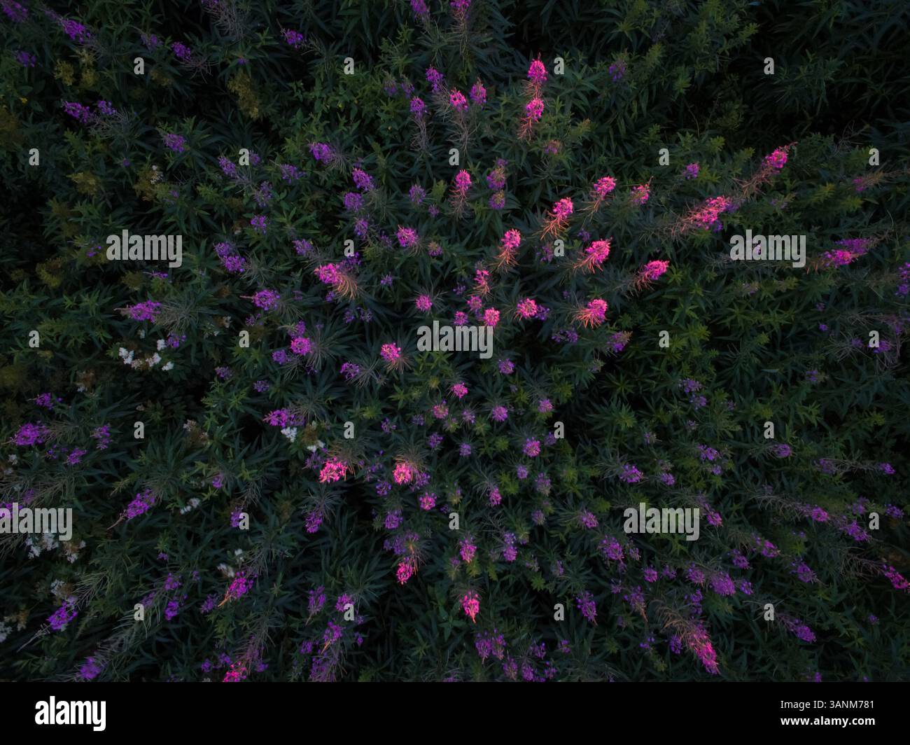 Aerial view of colorful fireweed flowers Stock Photo - Alamy