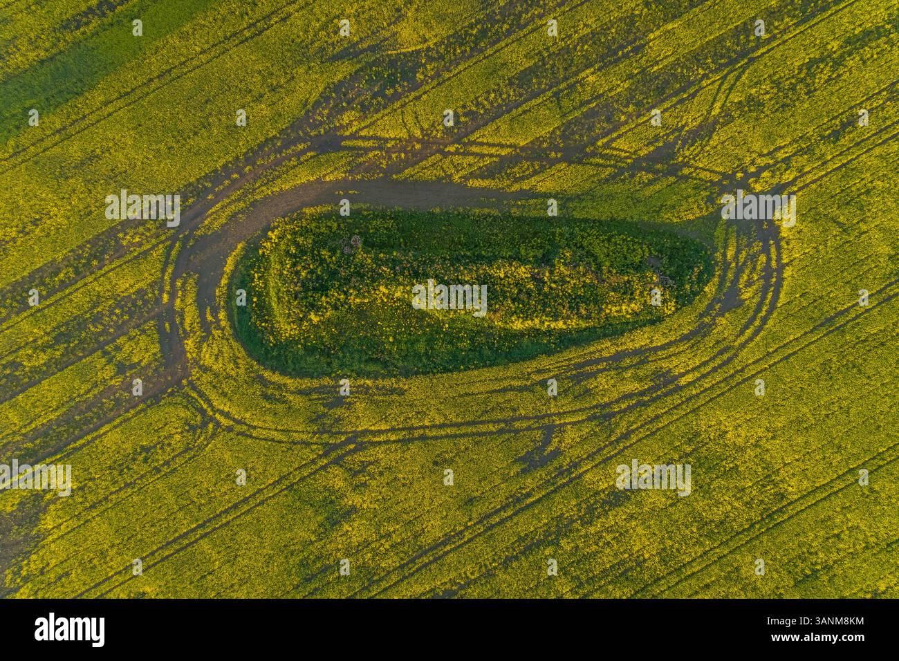 Aerial view rapeseed meadow hi-res stock photography and images - Alamy