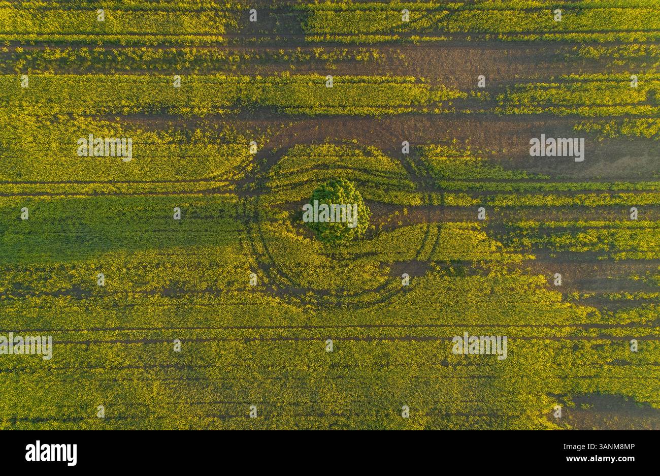 Aerial view rapeseed meadow hi-res stock photography and images - Alamy