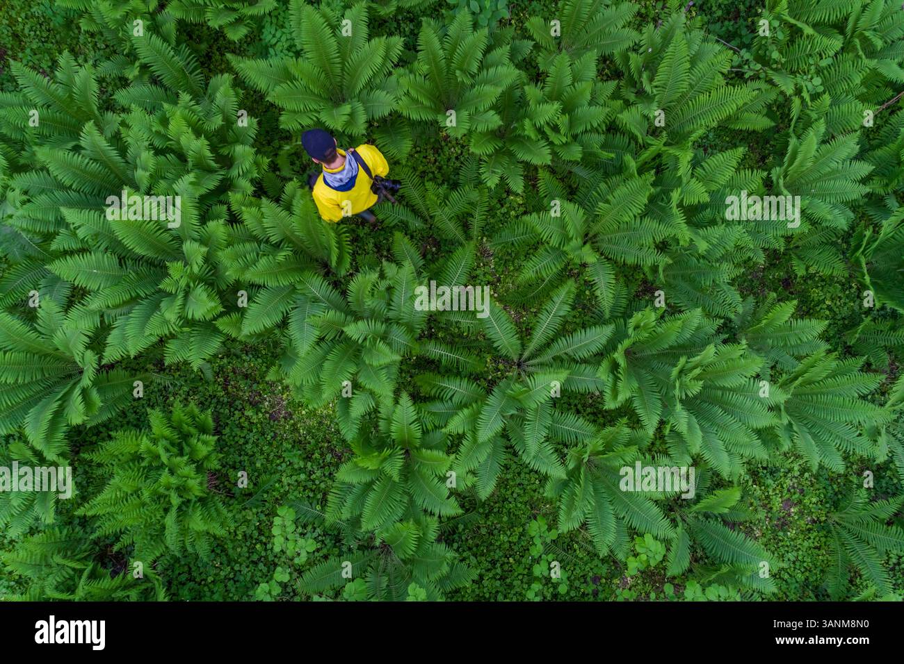 Aerial view man alone on forest in Estonia Stock Photo - Alamy