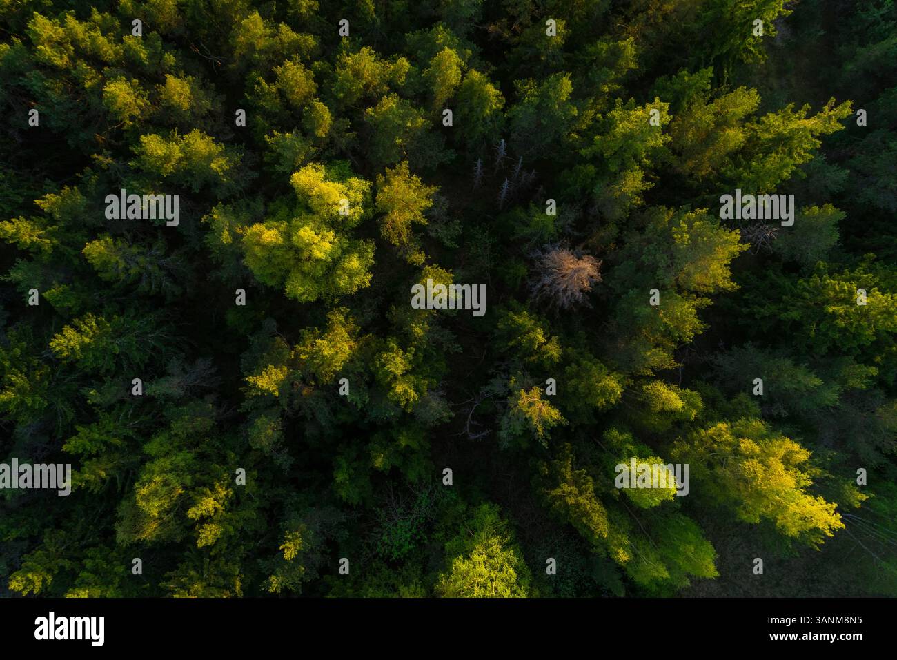 Aerial view of forest in Forby on Vormsi island, Estonia Stock Photo ...