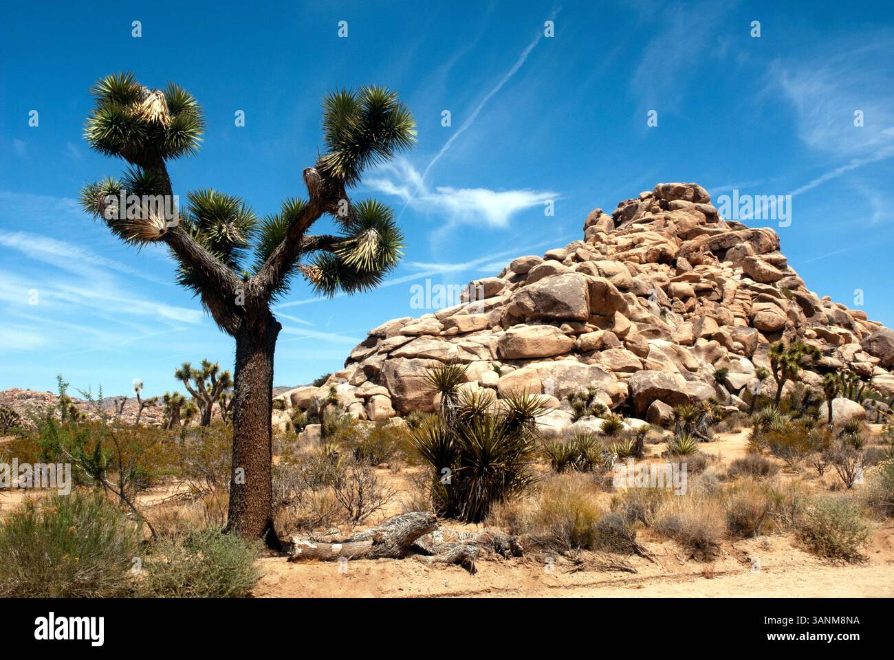 Iconic california tree hi-res stock photography and images - Alamy