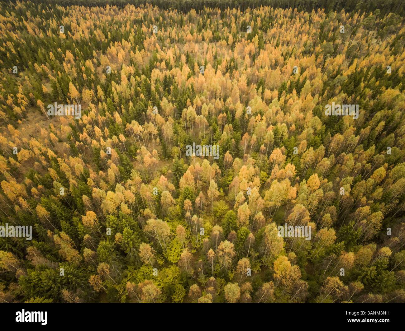 Aerial view colorful forest hi-res stock photography and images - Alamy
