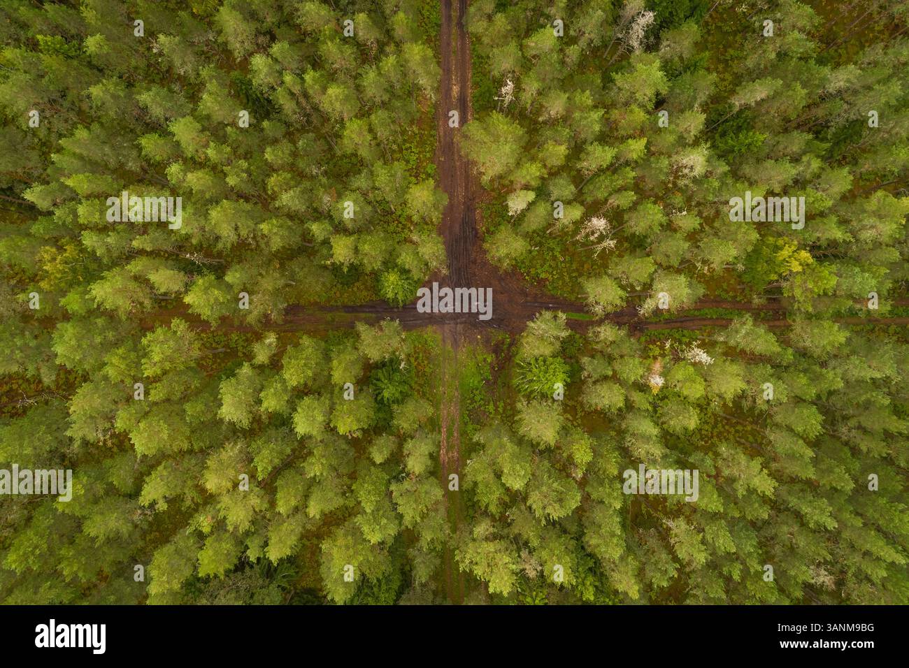 Aerial view of dirty crossing road going through forest in Forby on ...