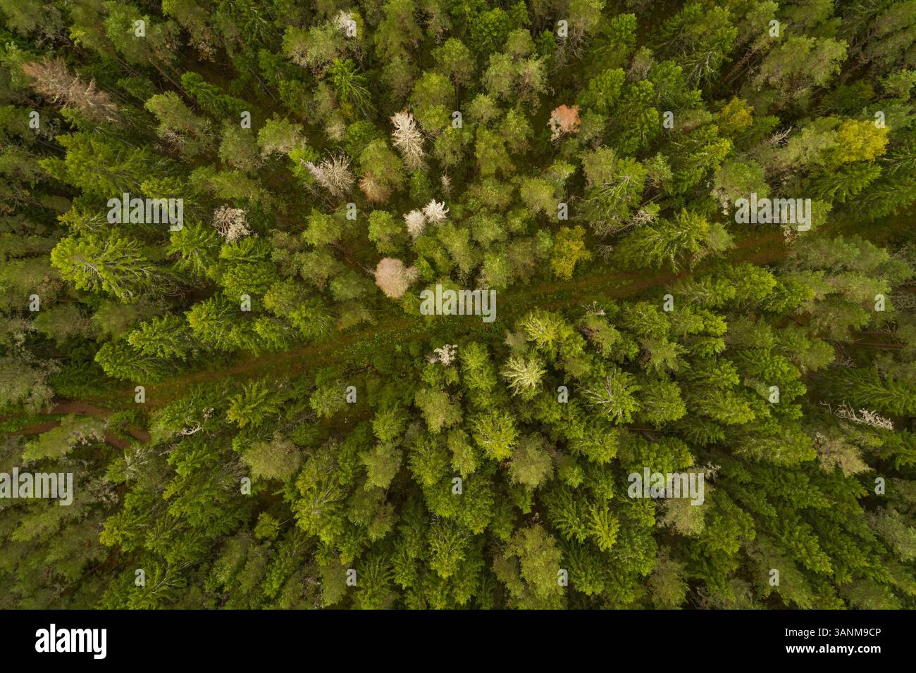 Aerial view of dirty road crossing forest in Forby on Vormsi island ...