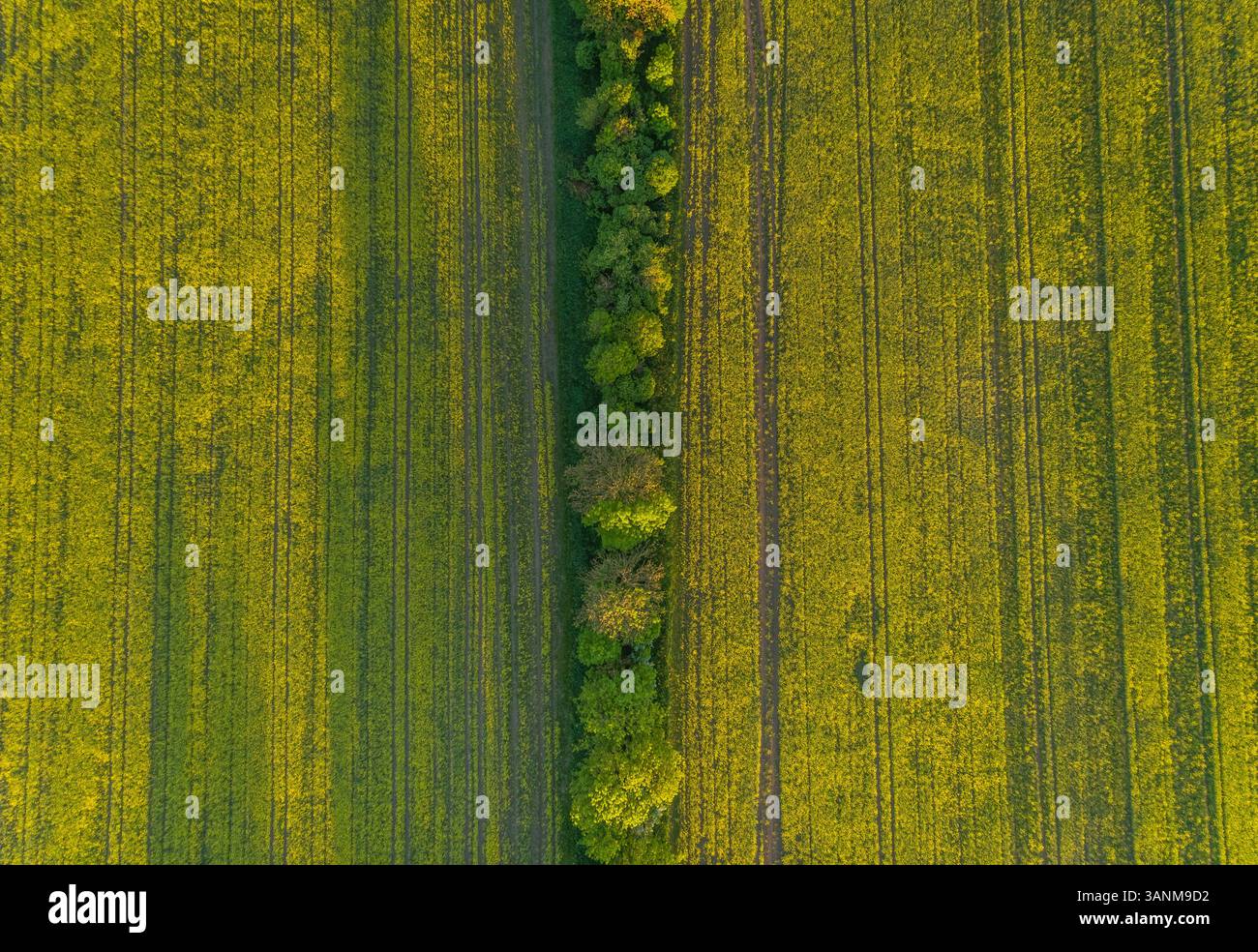 Aerial view rapeseed meadow hi-res stock photography and images - Alamy